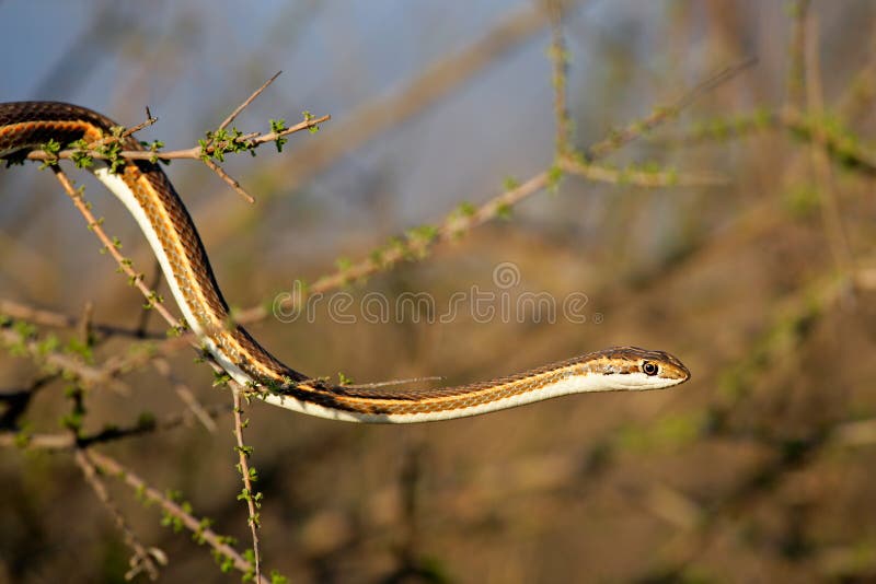 Forked-marked sand snake stock image. Image of animal - 25315025