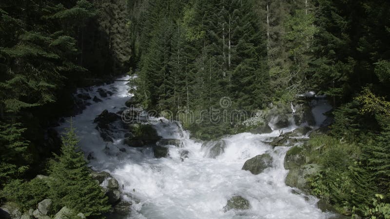 Forked Streams of Mountain River in Green Forest. Creative Stock Image ...