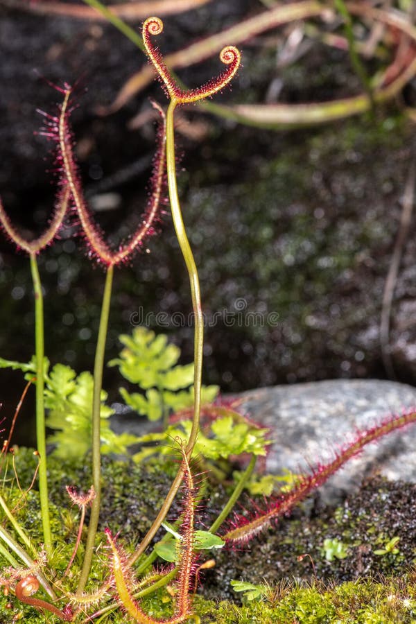 Forked Sundew or Fork-leaved Sundew Stock Image - Image of beautiful ...