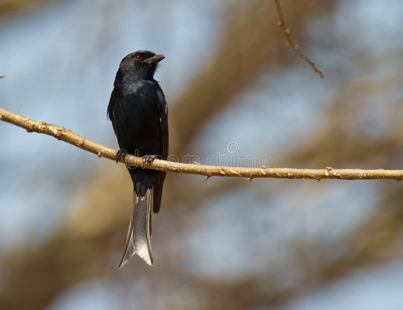 A Forked-tailed Drongo stock image. Image of dicruridae - 16385995