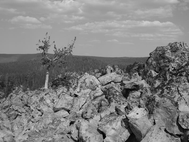 Forked Tree in Obsidian Field Stock Image - Image of butte, formation ...