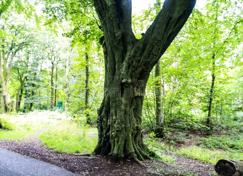 Forked Trunk Of An Old Oak In The Yard Of Moscow State University ...