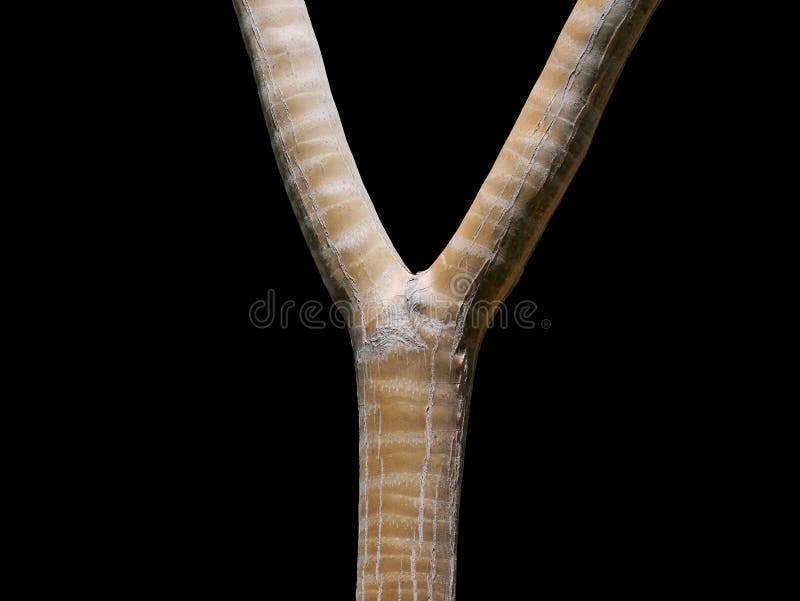 Forked Tree Trunk Isolated on Black Background. Y-form, Y Shape ...