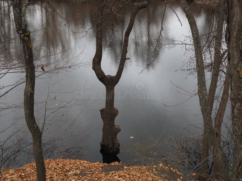 Forked Tree Trunk Standing in the Water in High Water Stock Image ...