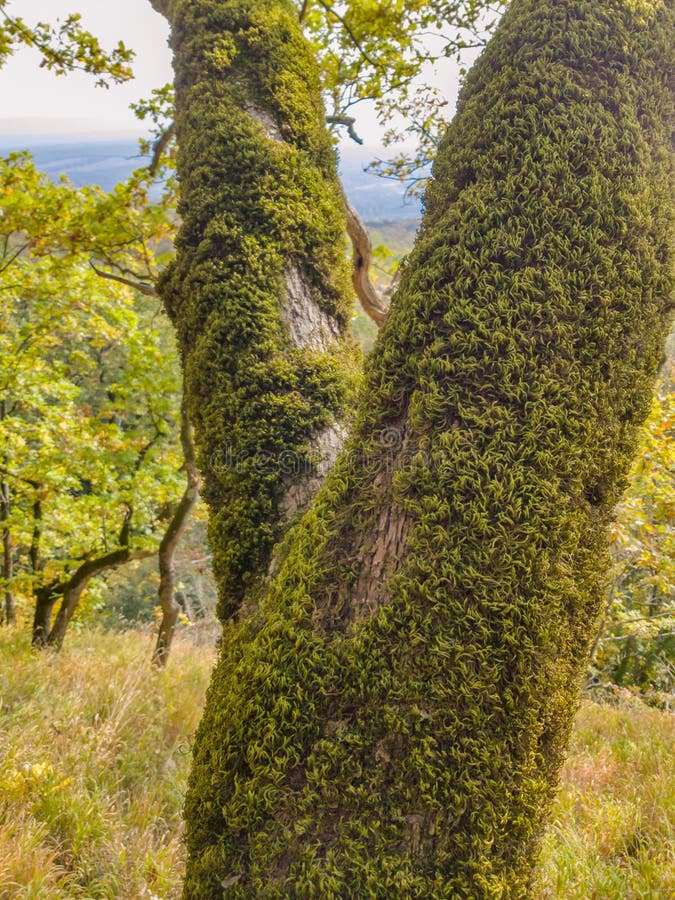Forked Trunk of an Oak Tree Covered with Moss. Stock Photo - Image of ...