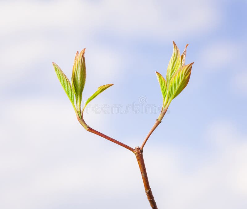 Forked twig stock photo. Image of leafage, branch, macro - 153735978