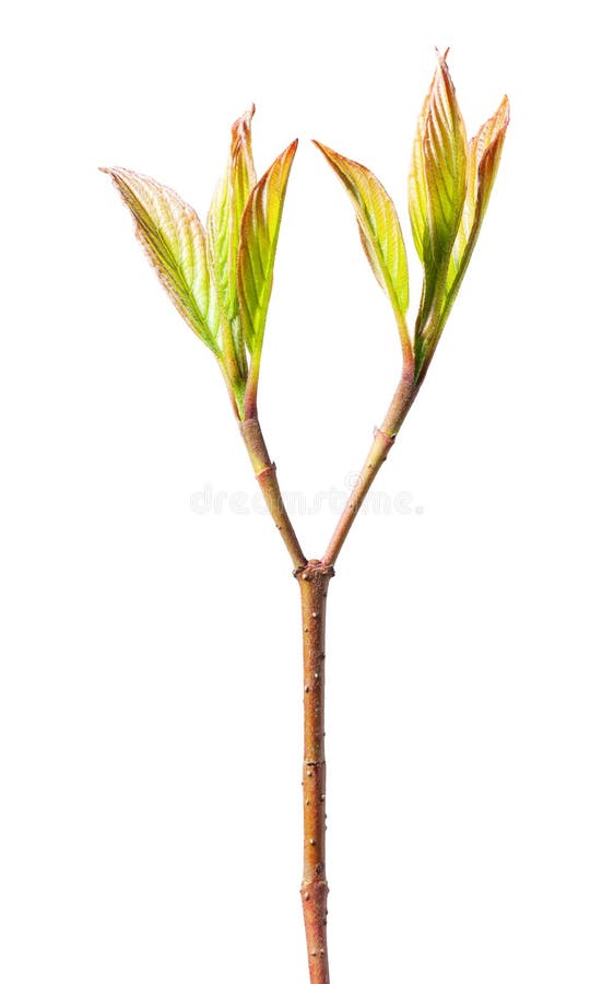 Forked twig stock image. Image of leaves, leaf, growing - 223885809