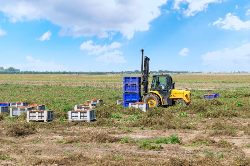 Forklift Loader Loads Plastic Containers with Tomatoes Outdoor. Farmer ...