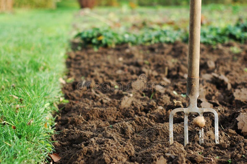 Forks in the ground stock photo. Image of pushing, flower - 47041212