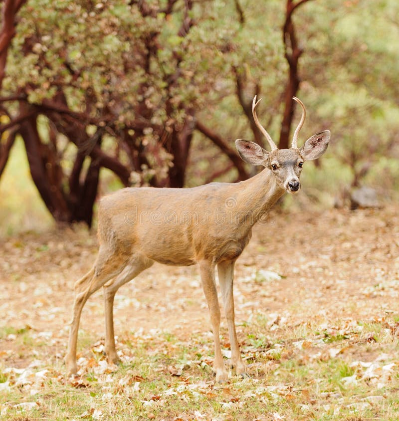 Forked Horn Deer Stock Images - Download 40 Royalty Free Photos