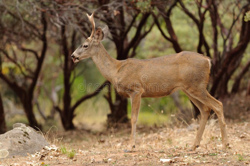 Forked Horn Deer Stock Images - Download 40 Royalty Free Photos