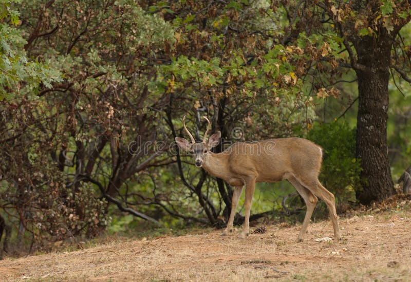 Forked Horn Deer Stock Images - Download 40 Royalty Free Photos