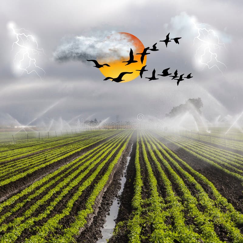 In the Form Field Birds Flying Front of the Sun Stock Photo - Image of ...