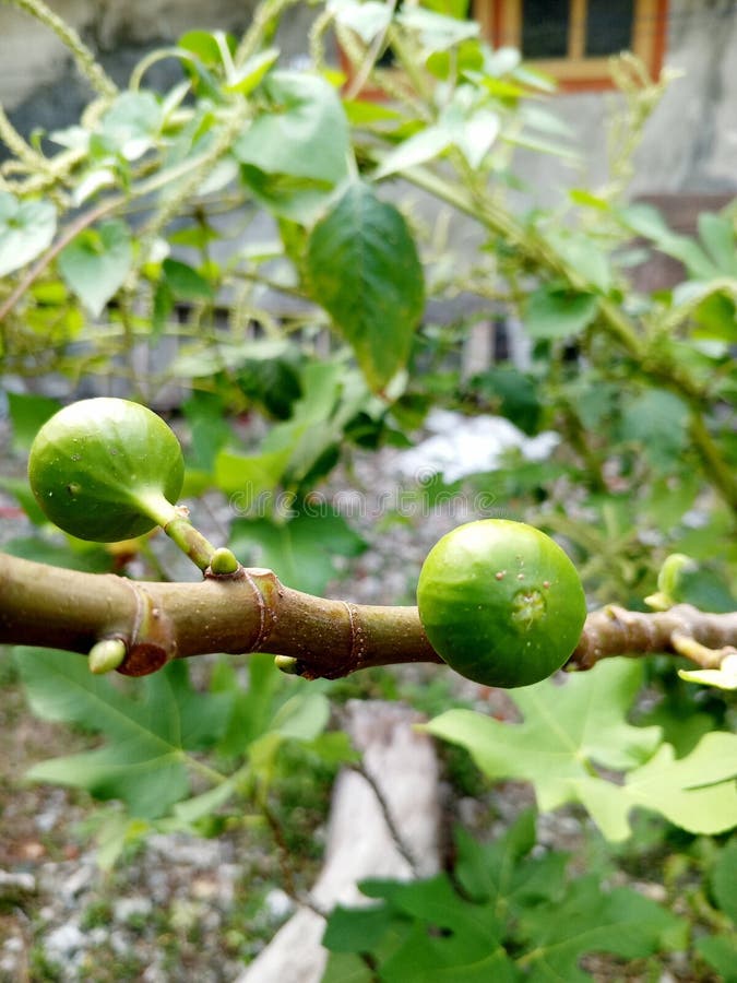 The Form of Figs from Fig Trees Grown in the Tropics Stock Photo ...