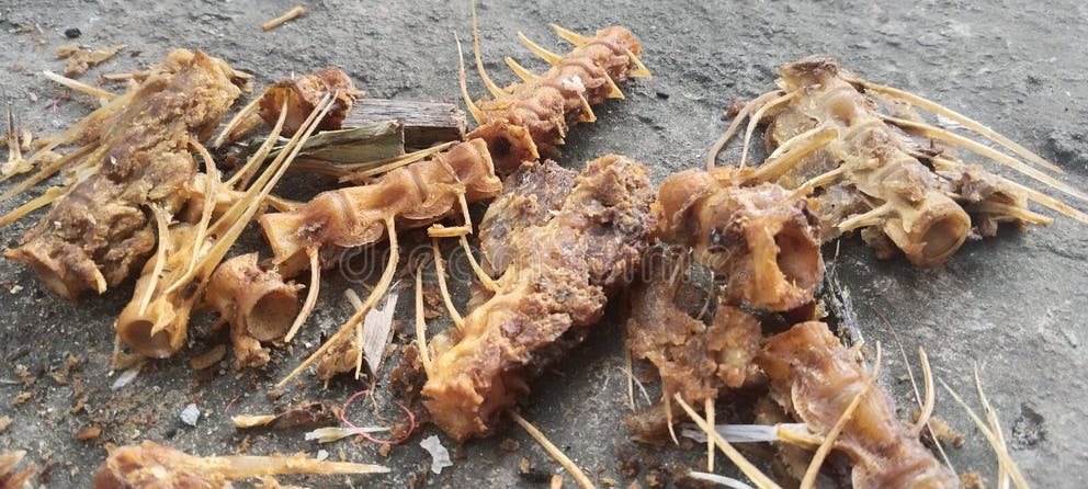 The Form of Fish Bones Remaining after Eating Stock Image - Image of ...