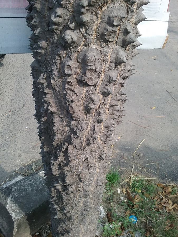 The Form of Old Bark from the Randu Alas Tree Which Has Many Thorns ...