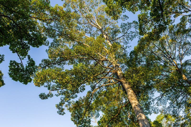 The form of tree stock image. Image of forest, silhouette - 89120627