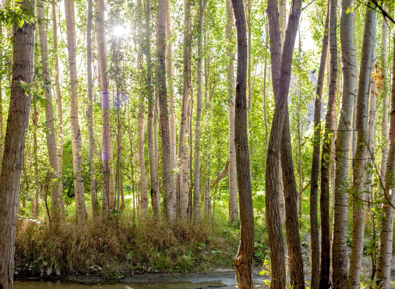 The form of trees in iran stock image. Image of misty - 168367119