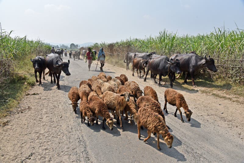 Forma de vida rural imagen editorial. Imagen de ovejas - 80374105