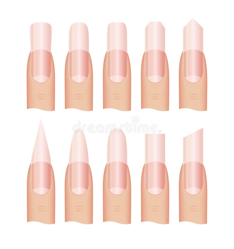 Tipos Diferentes De Formas Do Prego Tipos De Arcos Do Prego Ciência Do ...