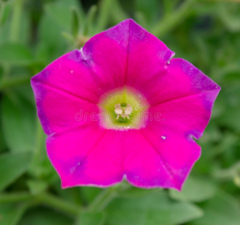 Forma Rosada Del Pentágono De La Flor Foto de archivo - Imagen de ...