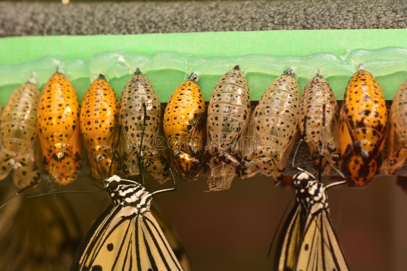Capullos de la mariposa imagen de archivo. Imagen de reproducción ...