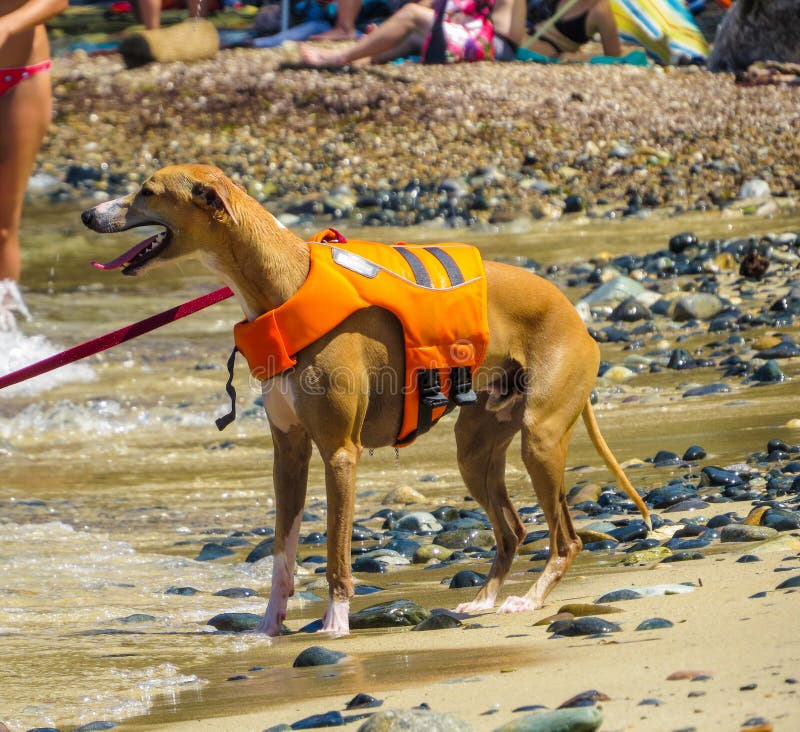 Entrenamiento Del Perro Del Rescate Foto de archivo - Imagen de taladro ...