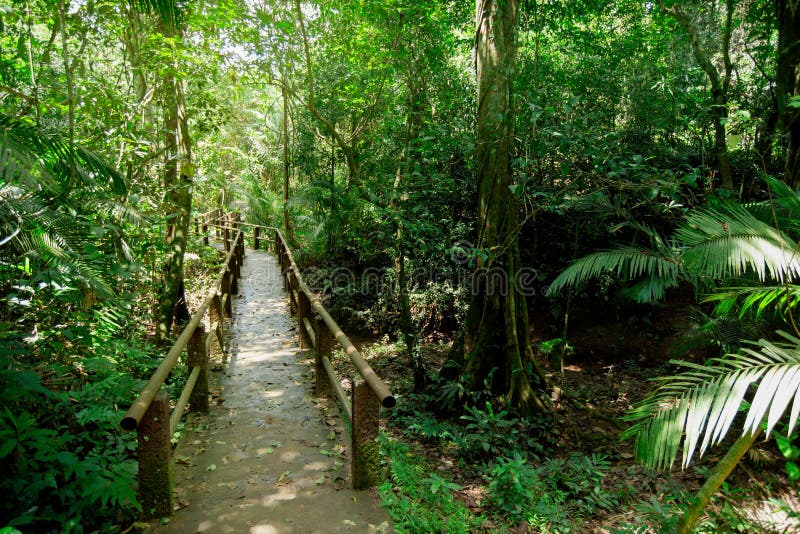 Formal Garden, Rainforest, Springtime, Summer, Tropical Climate Stock ...