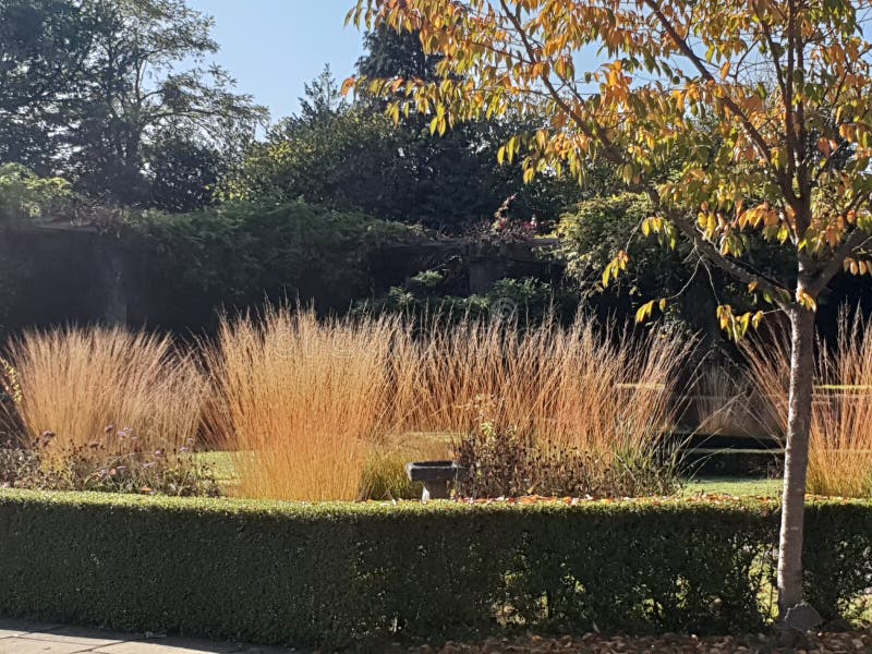 Golden Grass stock image. Image of golden, formal, hedges - 129370907