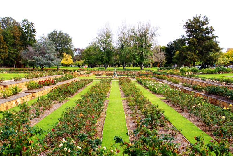 Formal Rose Garden, Adelaide, Australia Stock Image - Image of rows ...