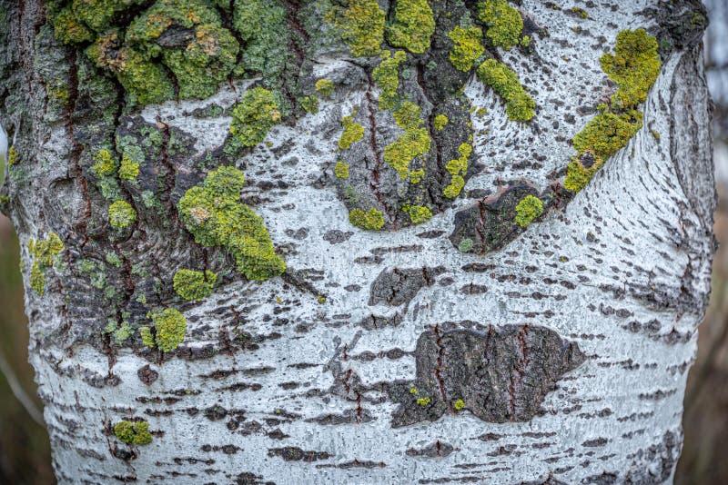 Formas Naturales Para Fondos Abstractos Imagen de archivo - Imagen de ...