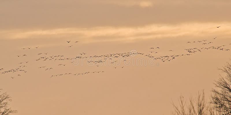Group of Canada Geese in Flight on am Orange Cloudy Evening Sky Stock ...