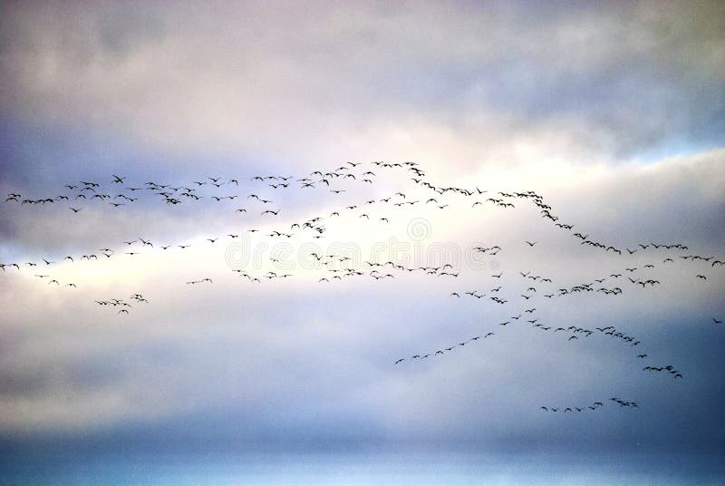 Formation of Birds in Migration Stock Photo - Image of outdoor, animal ...