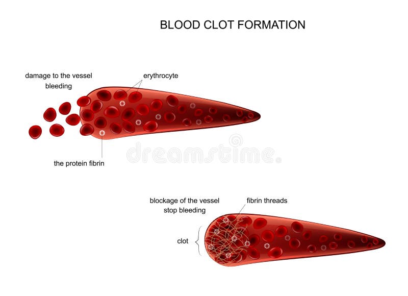 Blood cell formation stock vector. Illustration of biology - 28927873