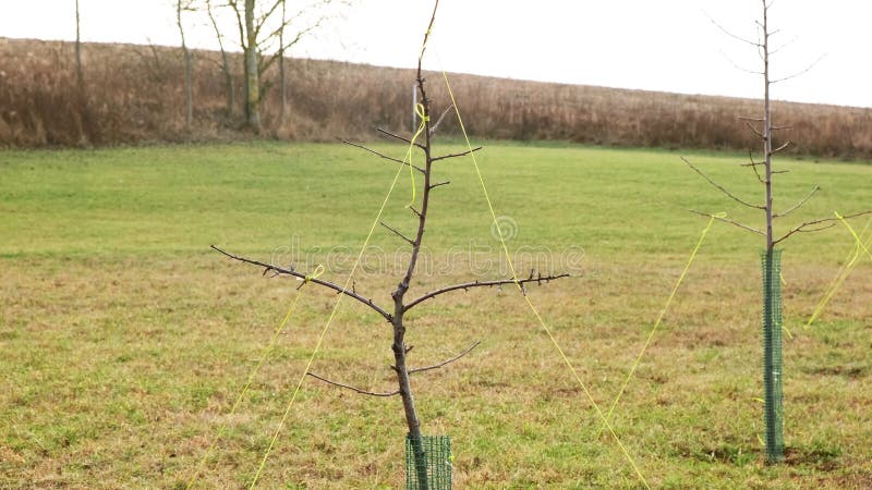 Formation of the Crown of a Fruit Tree Sapling. Young Branches are ...
