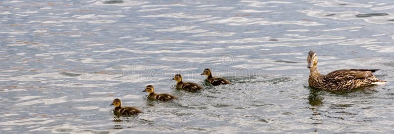Formation of ducks 2 stock image. Image of wildlife, duckling - 958877
