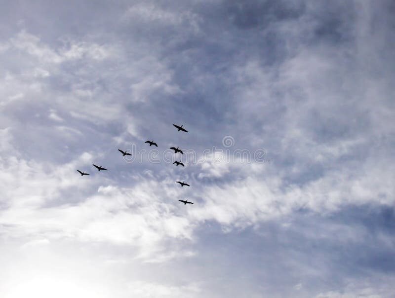 Formation flying stock photo. Image of skein, geese, goose - 3257566