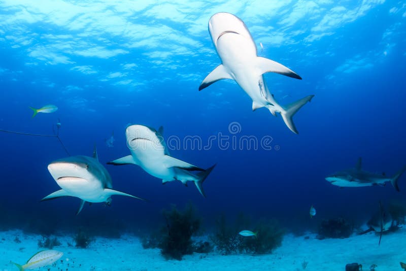 Formation Flying Sharks stock photo. Image of majestic - 73665802