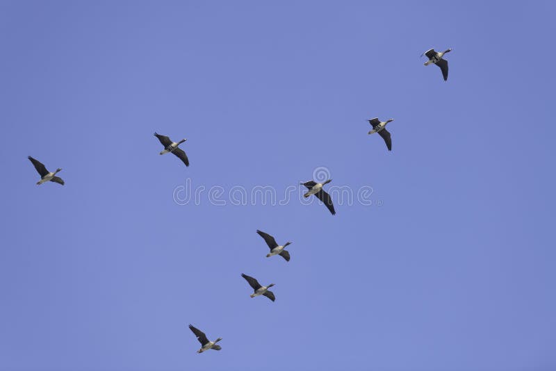 A Formation of Flying Wild Geese Stock Image - Image of freedom, white ...