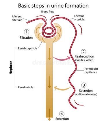Formation of urine stock vector. Illustration of disease - 19492080