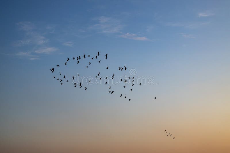 Formation of Wild Ducks in the Sky Flying during Sunset Stock Image ...