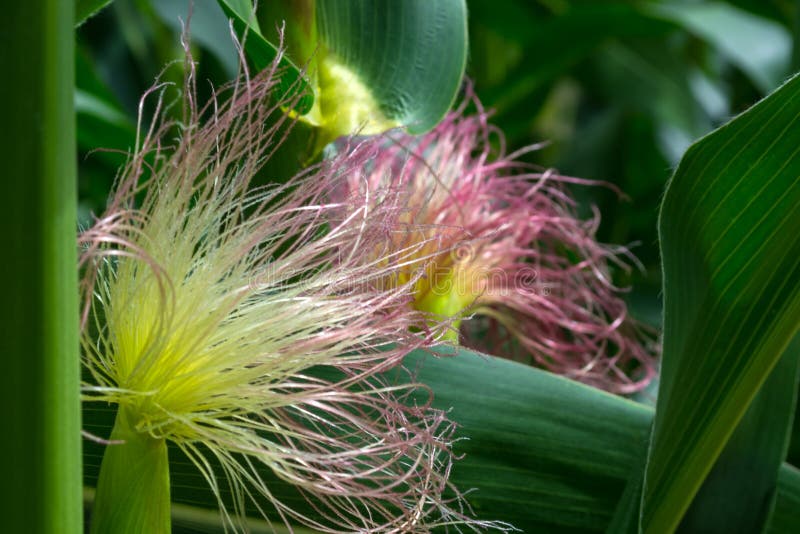 The Formation of a Young Corn Cob during Flowering Stock Image - Image ...