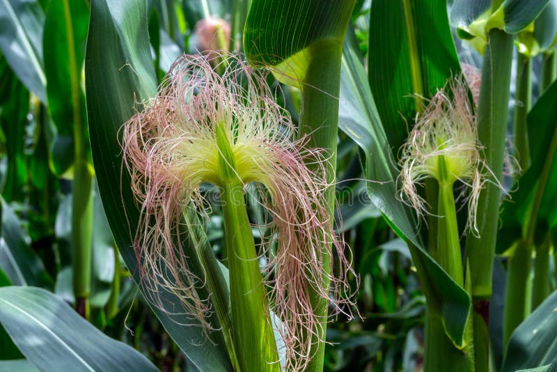 The Formation of a Young Corn Cob during Flowering Stock Image - Image ...