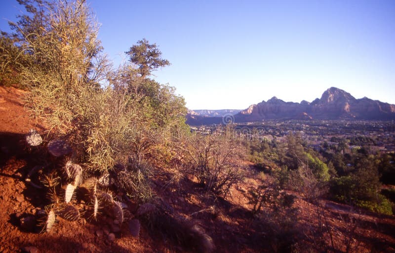 Formations De Cactus Et De Roche De Sedona Photo stock - Image du ...