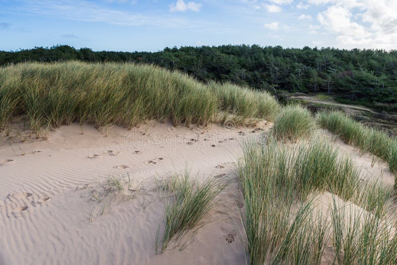 Formby Pine Woods Behind the Dunes Stock Image - Image of coastline ...