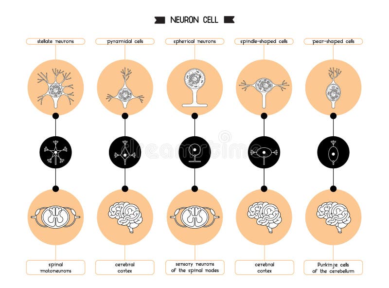 Forme De Corps Cellulaire De Neurone Illustration de Vecteur ...