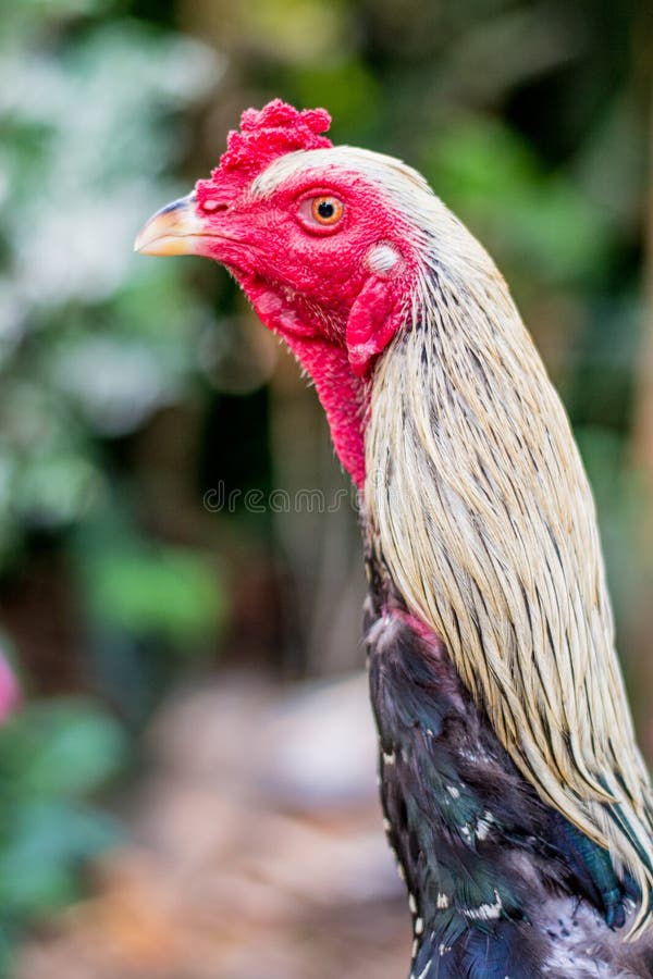 Forme Thaïlande De Coq De Combat Ou De Combat De Coqs Photo stock ...