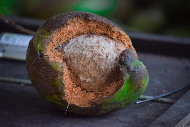 Formed of a Coconut Shell, Rotten Coconut Stock Photo - Image of break ...