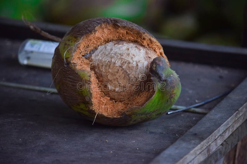 241 Rotten Coconut Photos - Free & Royalty-Free Stock Photos from ...
