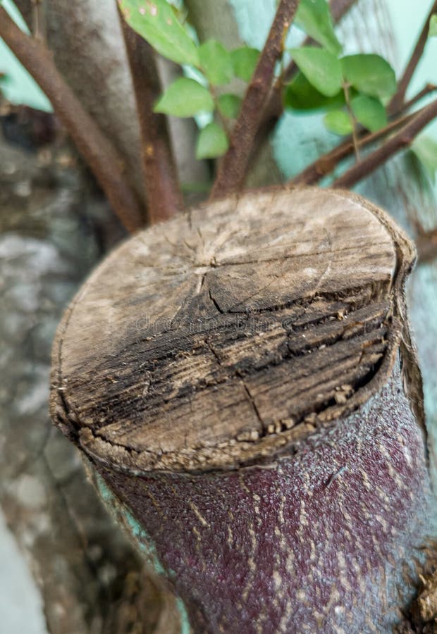 Former Pieces of Tree Trunks Stock Image - Image of wood, branch: 291246329